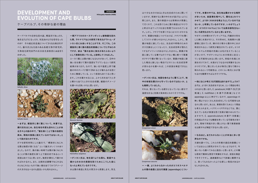 “DEVELOPMENT AND EVOLUTION OF CAPE BULBS” UPDATER | STRAIGHT - THE ...